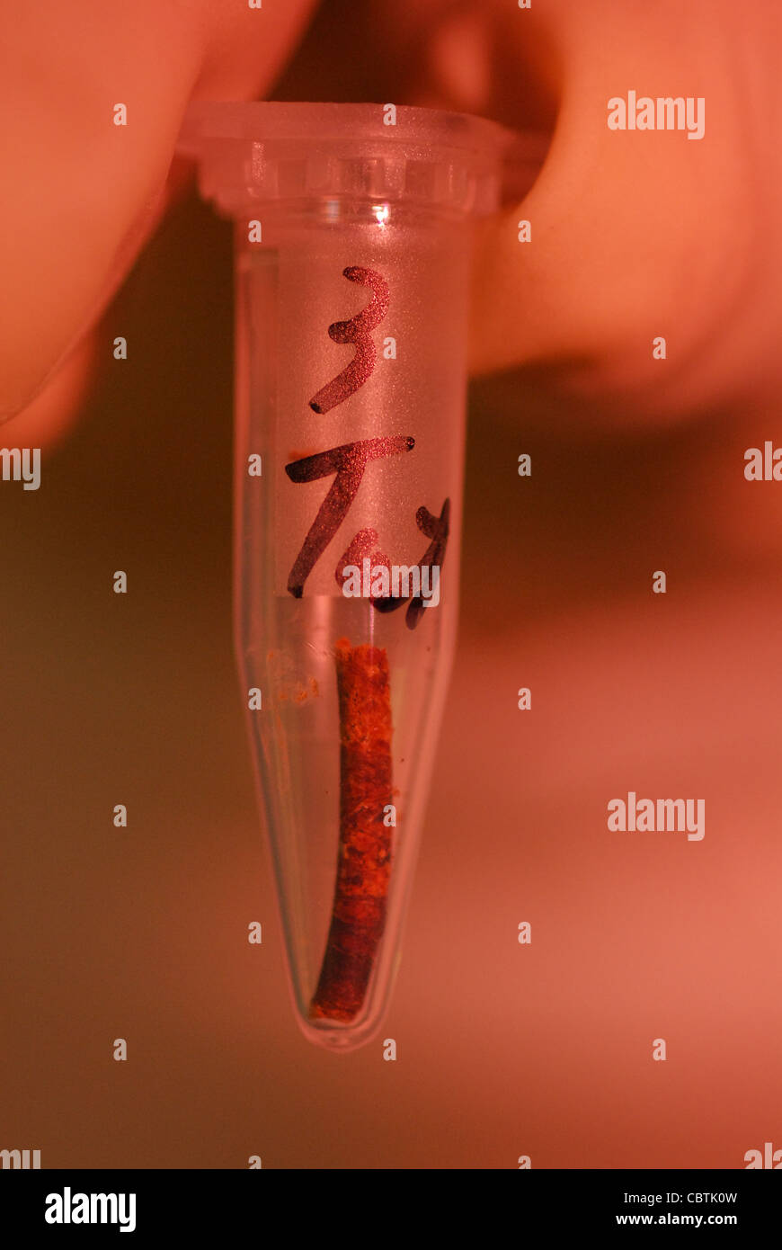 DNA tests on the Royal Mummy of Hatshepsut and her relatives Nefertari ...