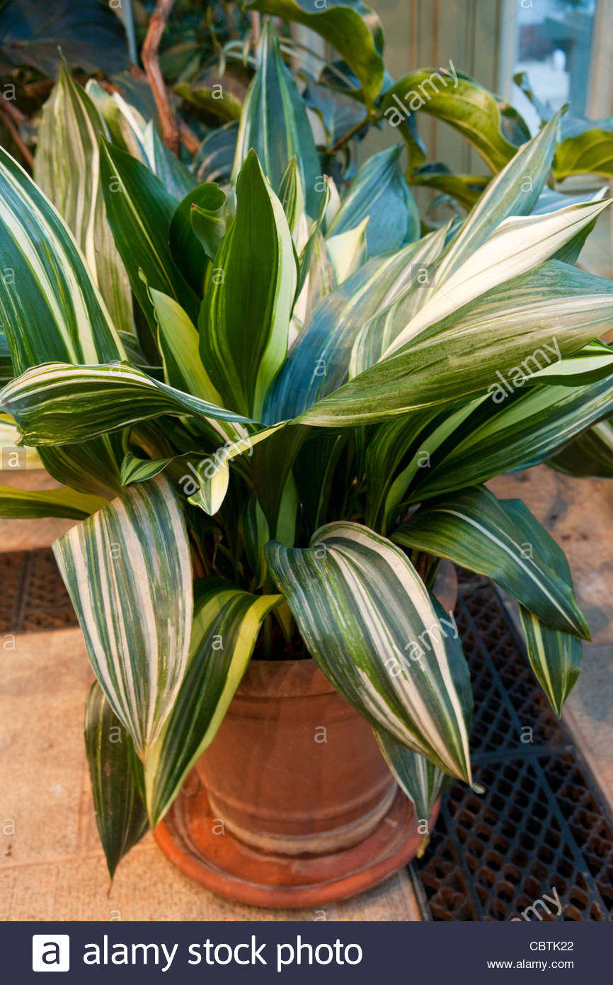 Aspidistra Stock Photos & Aspidistra Stock Images - Alamy