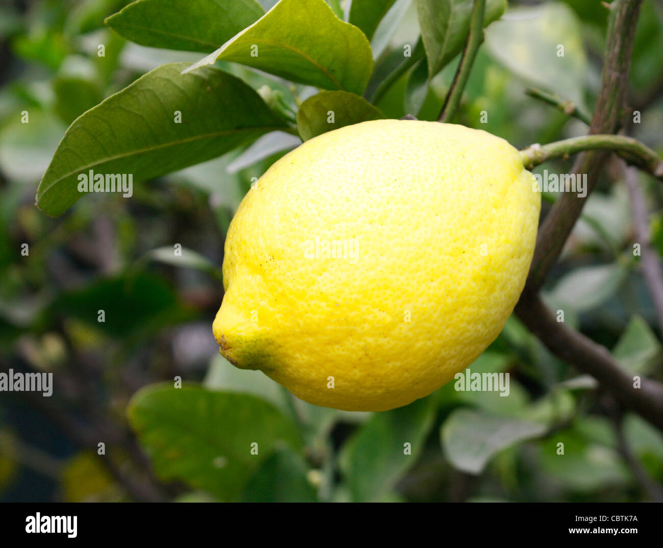 Single lemon tree hi-res stock photography and images - Alamy