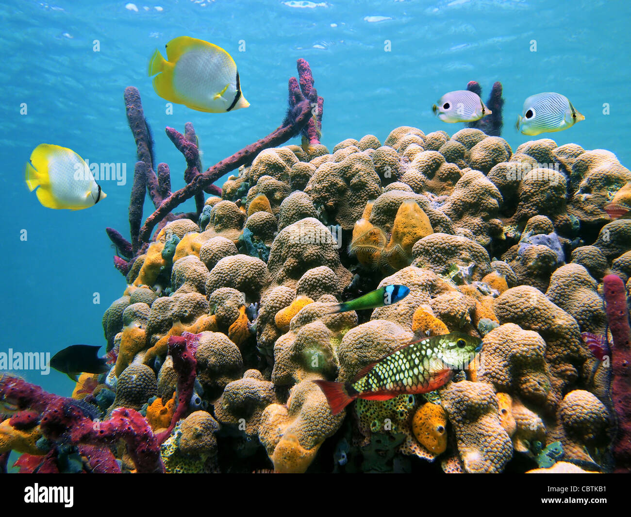 Coral reef fish costa rica hi-res stock photography and images - Alamy