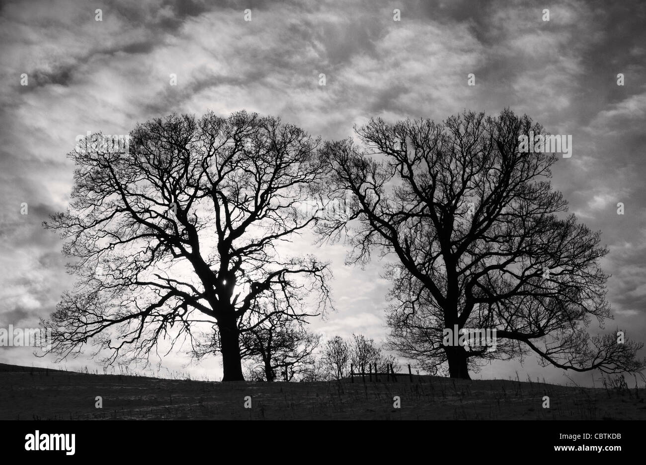 Trees, Yorkshire, UK Stock Photo - Alamy