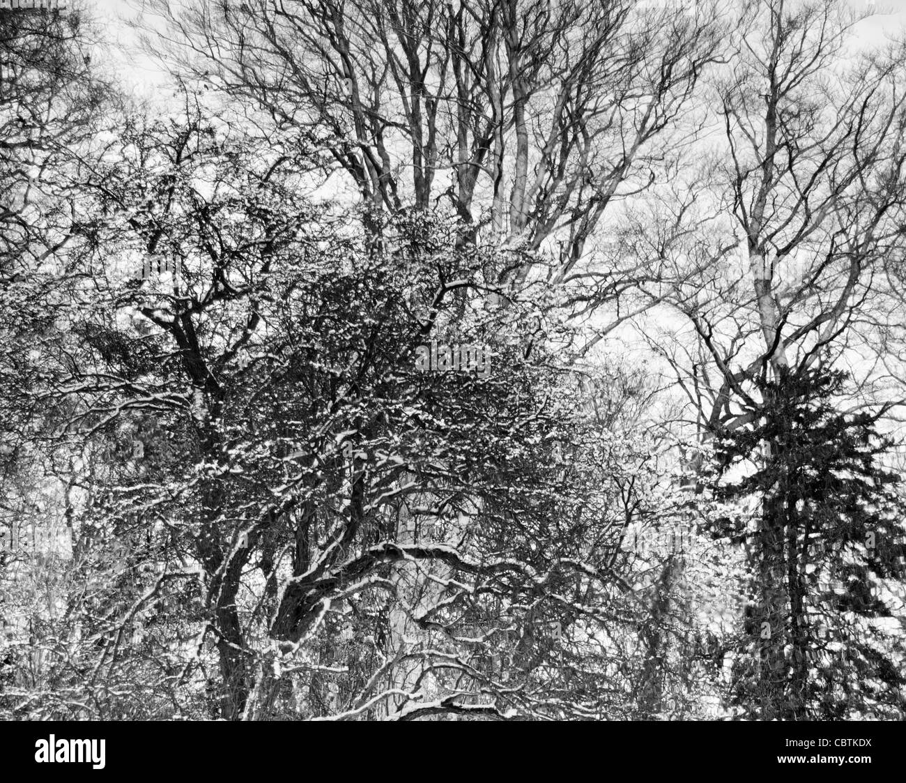 Trees reflected in the water, Yorkshire, UK Stock Photo - Alamy