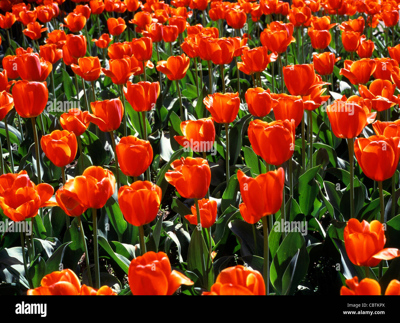 Tulips ( Tulipa ) Triumph Tulpe orange wonder Stock Photo - Alamy