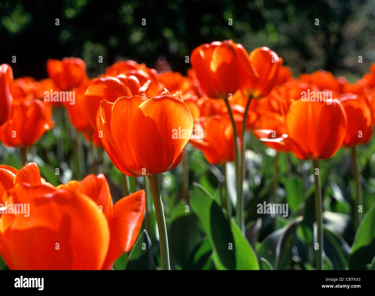 Tulips ( Tulipa ) Triumph Tulpe orange wonder Stock Photo - Alamy