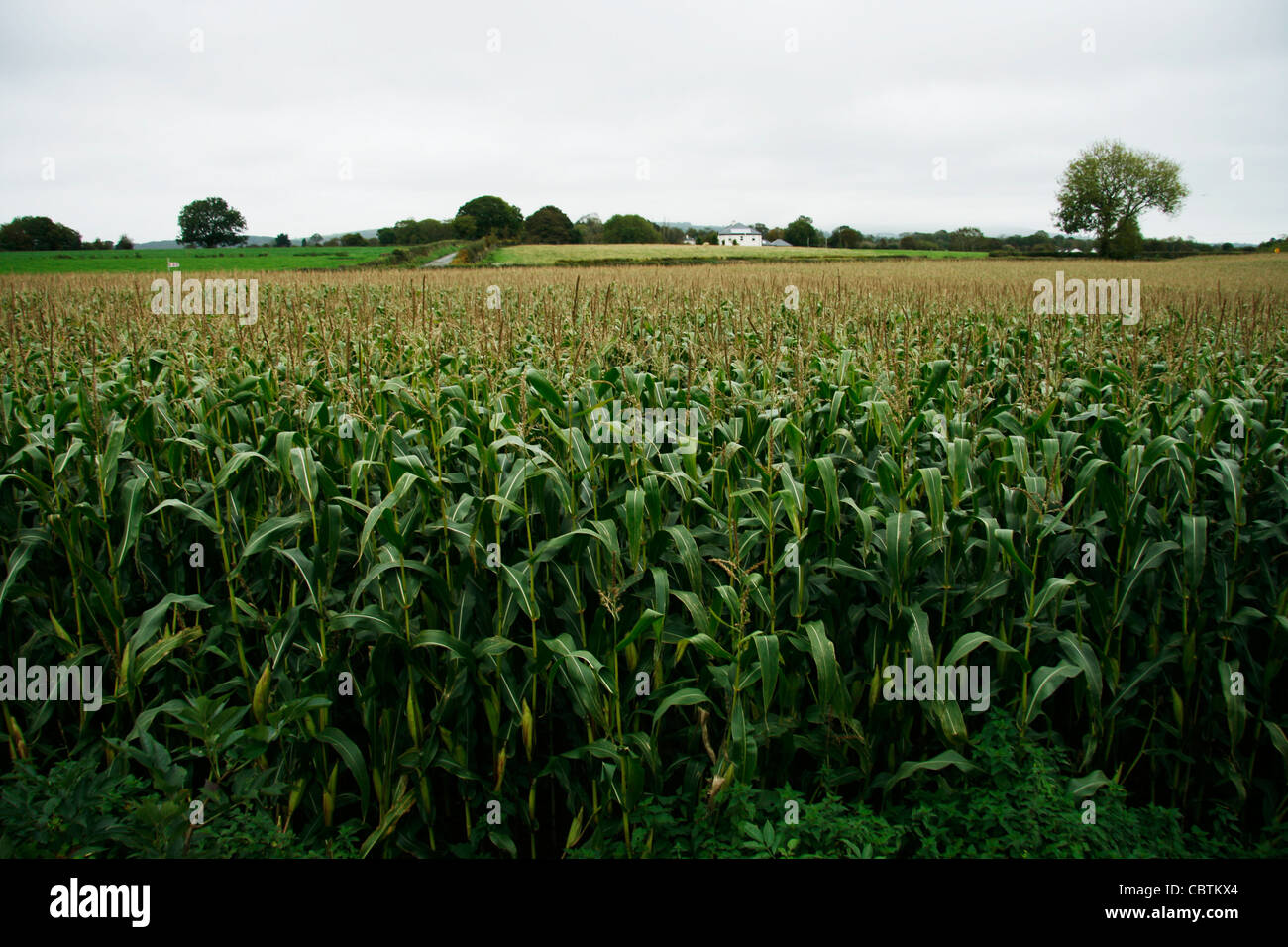 Corn tassel farm house farmer land green bran hi-res stock photography ...