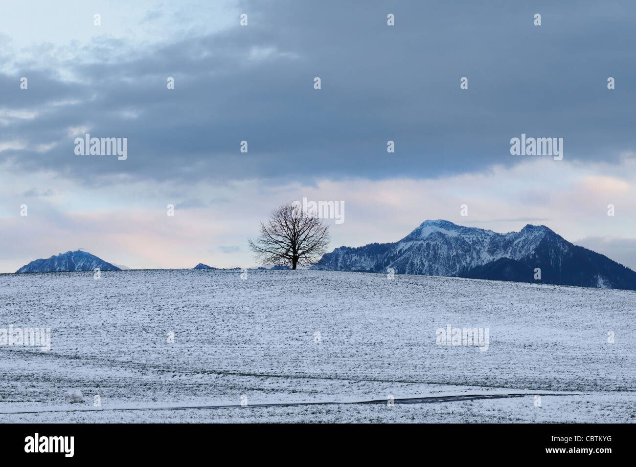 Common Linden or Lime Tree ( Tilia europeae ) on a snow covered hill ...