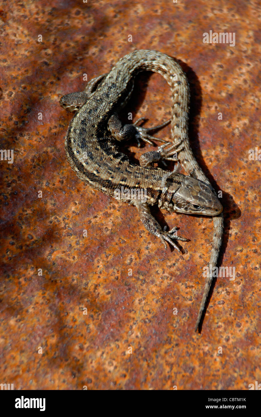 Common common lizard hi-res stock photography and images - Alamy