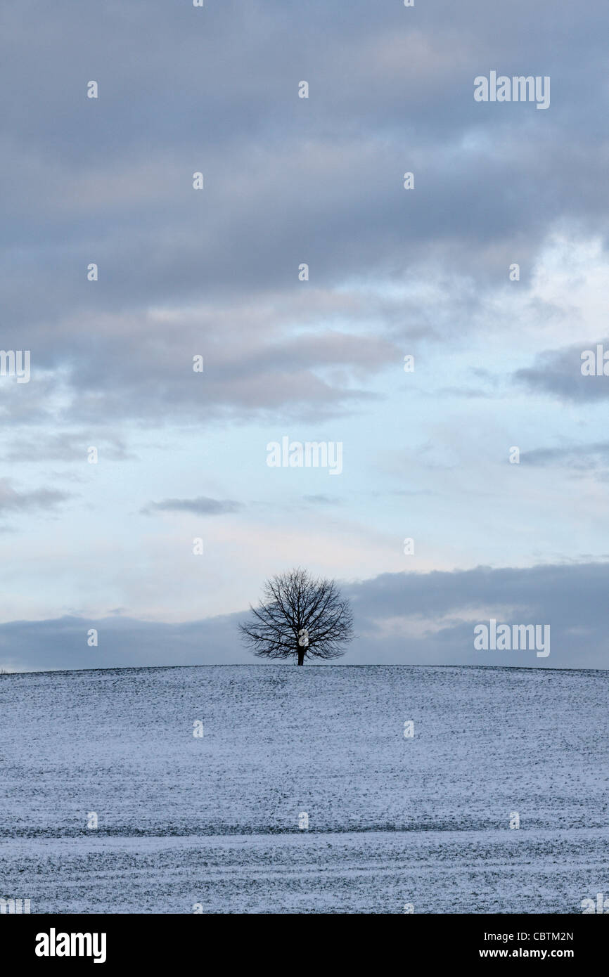 Common linden tree hi-res stock photography and images - Alamy