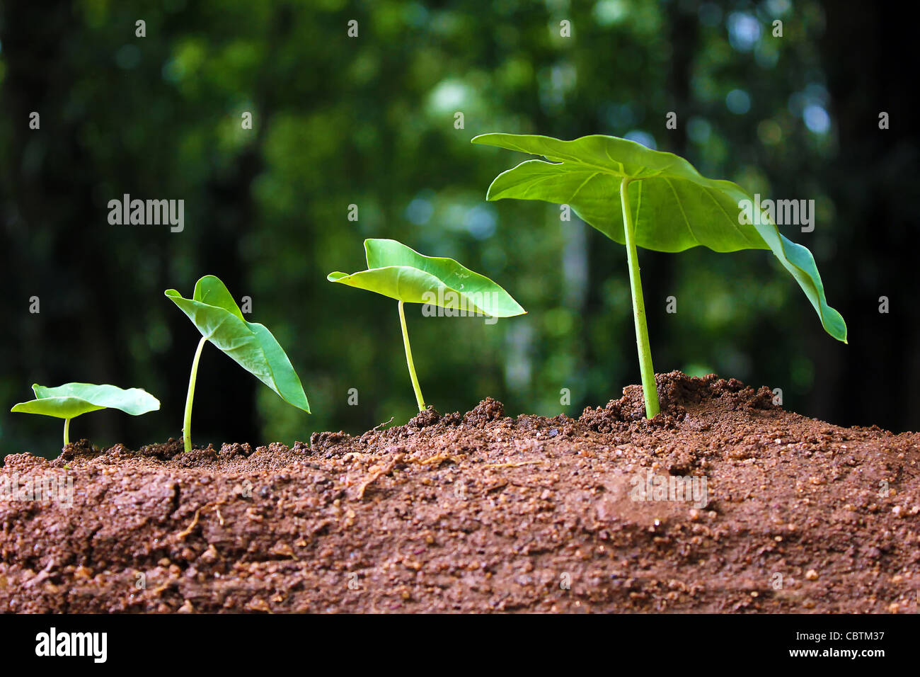 Beginnings- Plant stages Stock Photo - Alamy