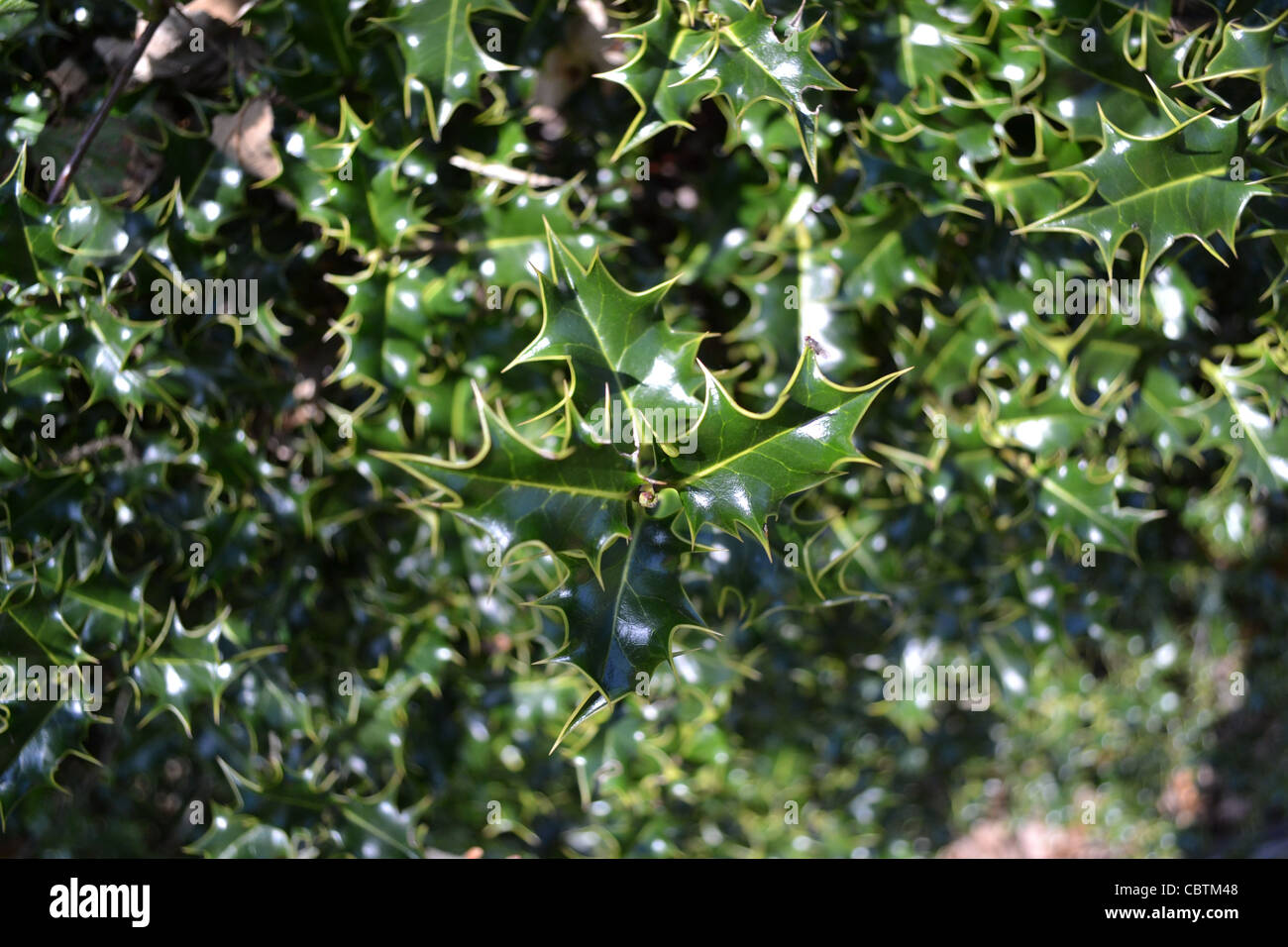 Spiky holly hi-res stock photography and images - Alamy