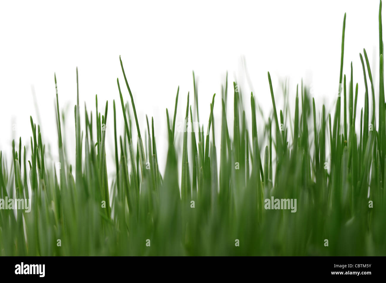 Isolated fresh green blades hi-res stock photography and images - Alamy