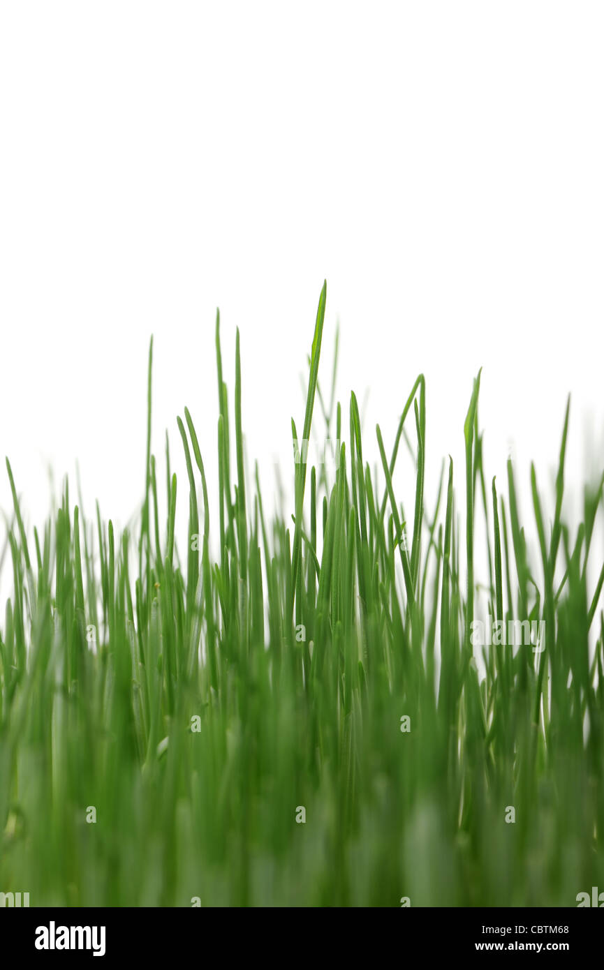 Grass isolated. High detailed photo green grass Stock Photo - Alamy