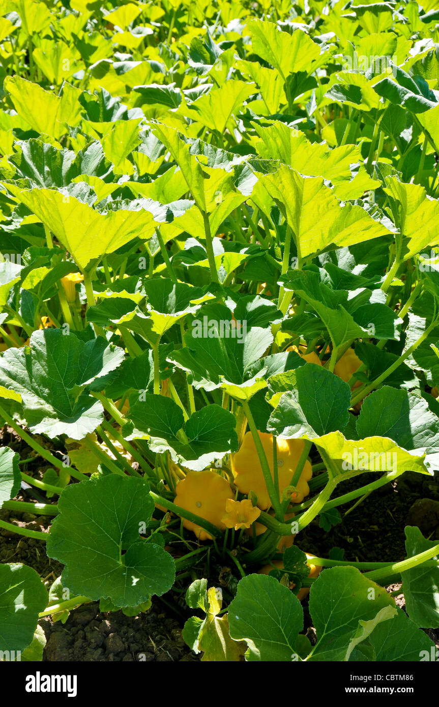 Yellow Squash Growing in Field Stock Photo - Alamy