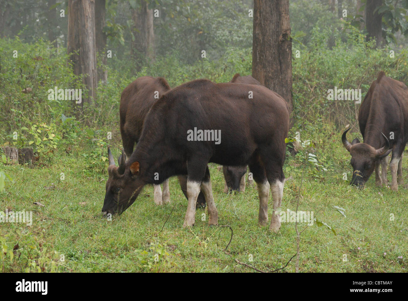 gaur or indian bison Stock Photo - Alamy