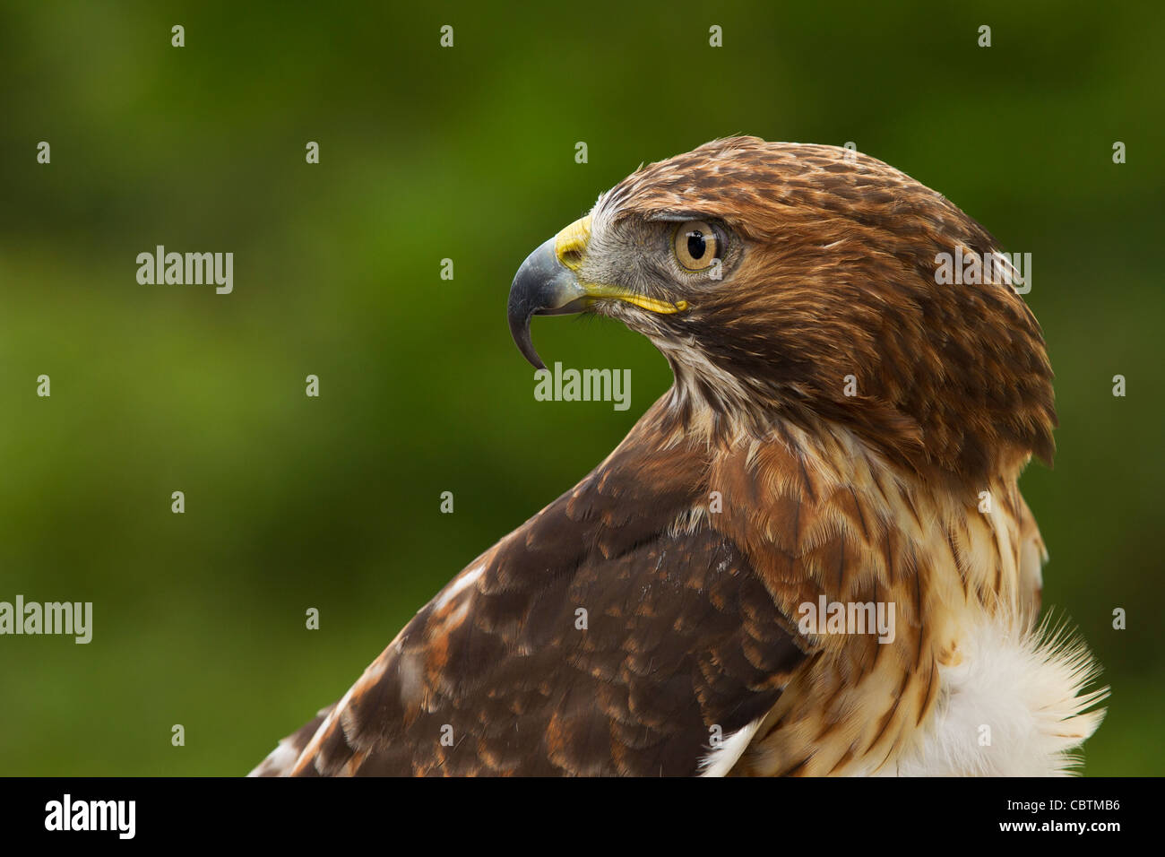 Buzzard uk hi-res stock photography and images - Alamy