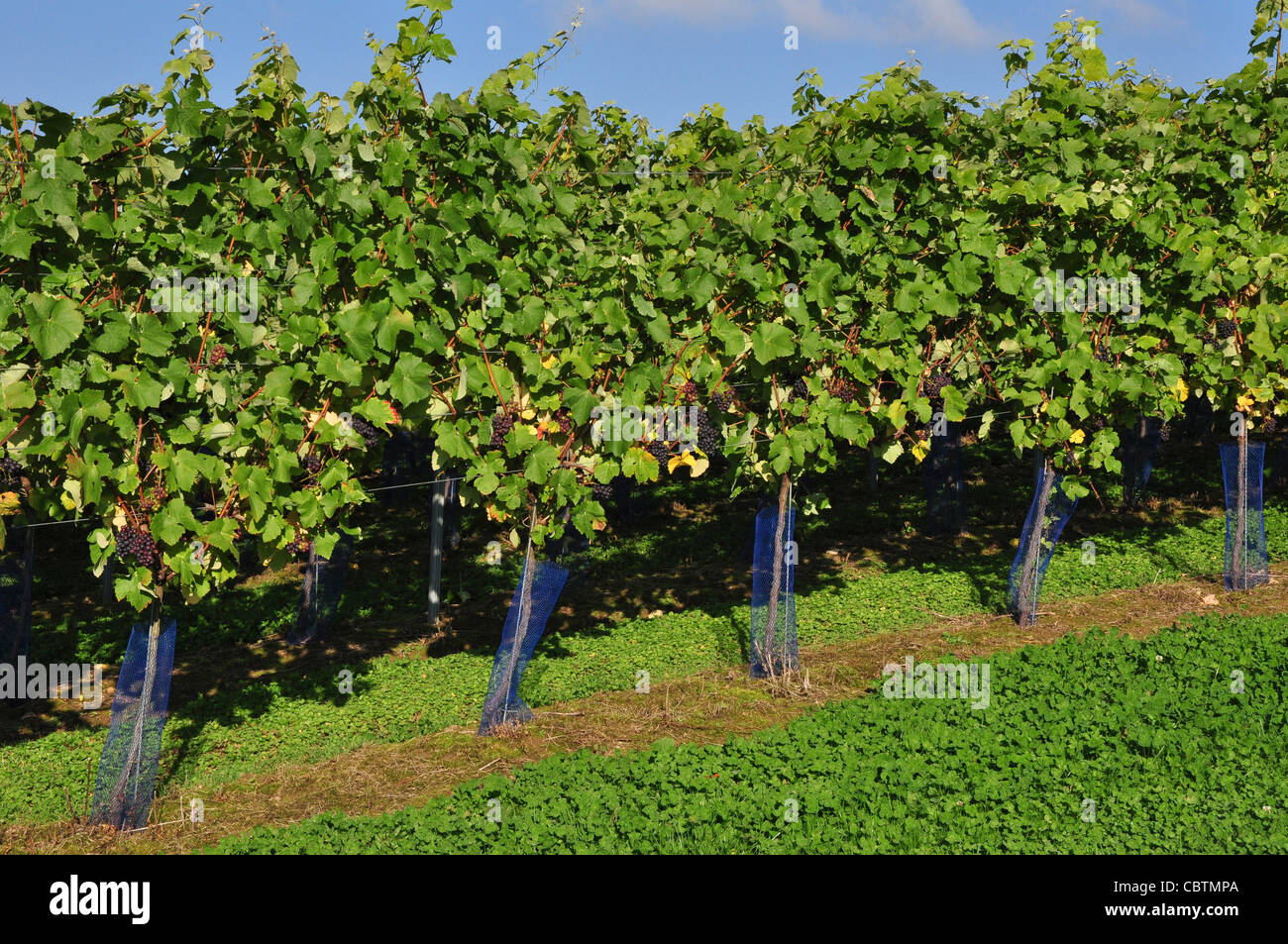 A row of vines growing in England UK Stock Photo - Alamy