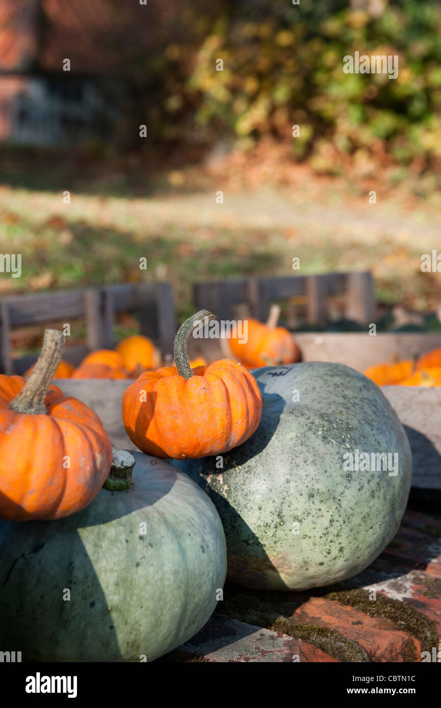 Rolet squash hi-res stock photography and images - Alamy