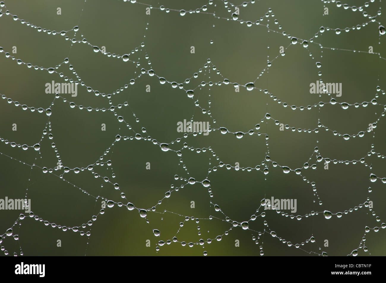 Water droplets on spiderweb Stock Photo - Alamy