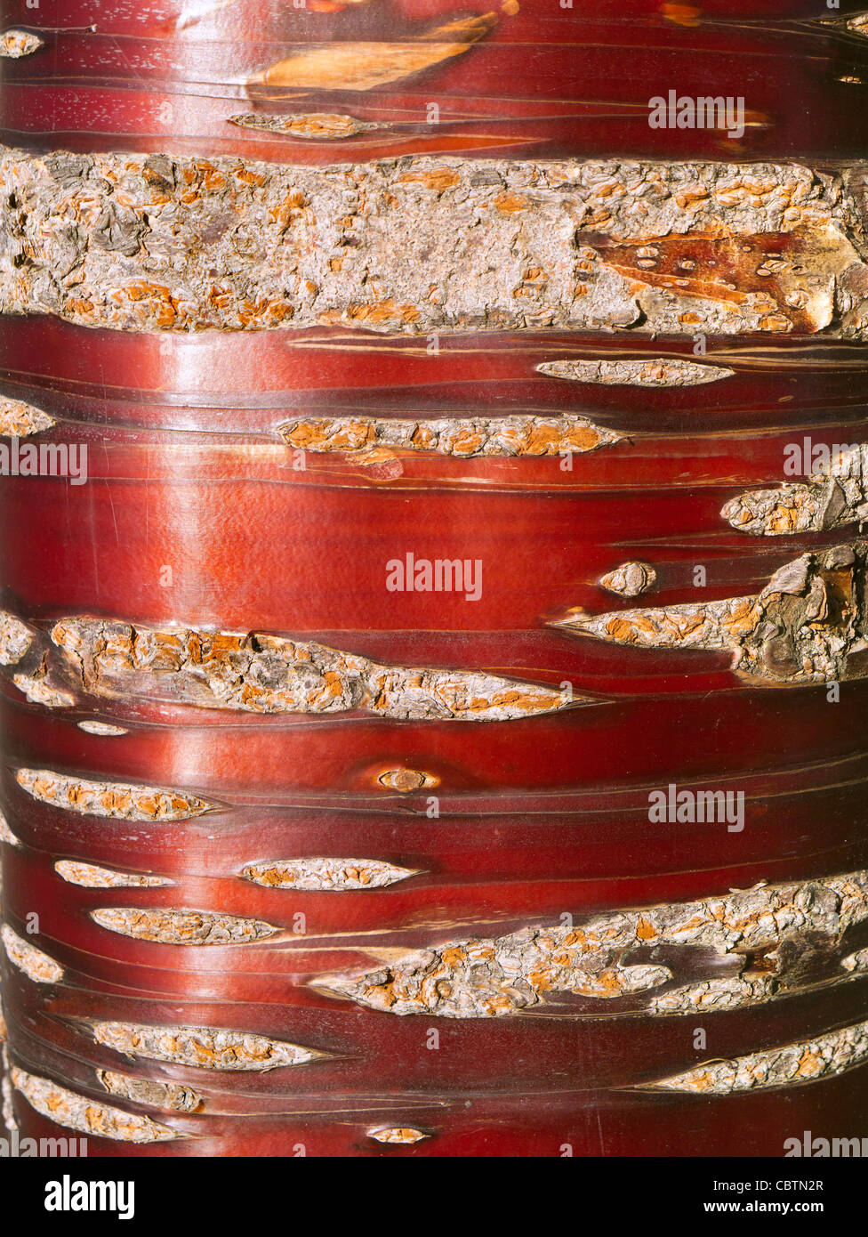 Gnarled bark hi-res stock photography and images - Alamy