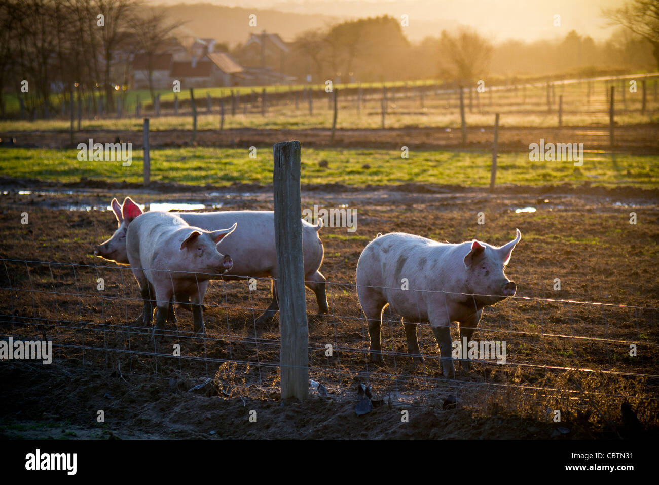 Elevage extensif de cochons(Sus scrofa domesticus) Outdoor pigs unit in ...