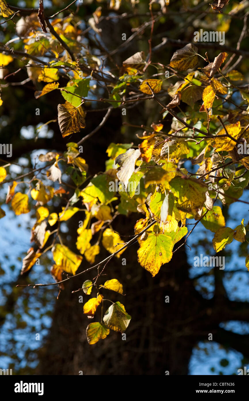 Lime tree golden leaves hi-res stock photography and images - Alamy