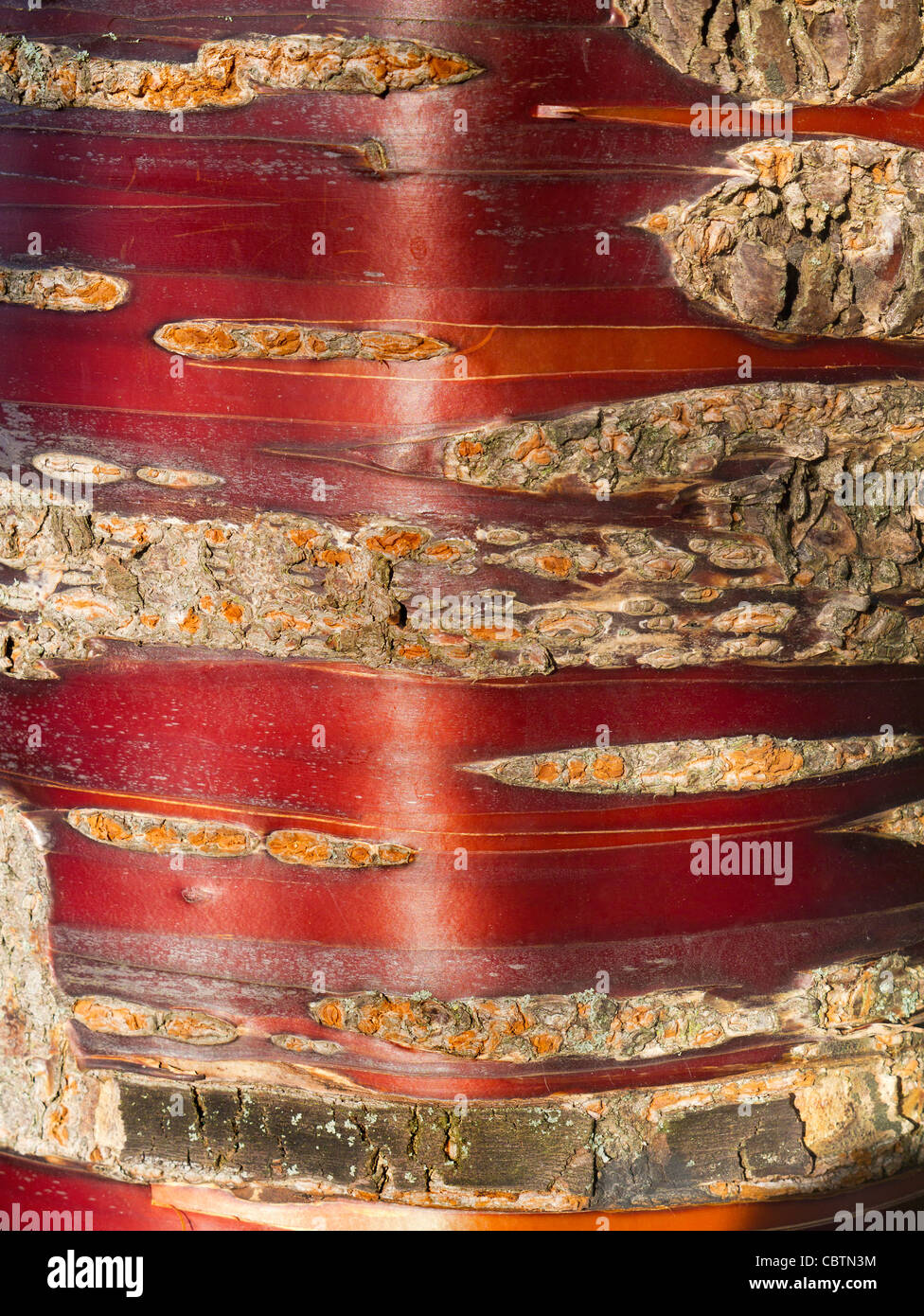 Shiny red bark of Himalayan Birch bark Cherry tree Prunus Serula Stock ...