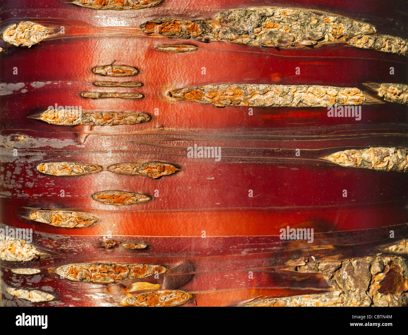 Shiny red bark of Himalayan Birch bark Cherry tree Prunus Serula Stock ...