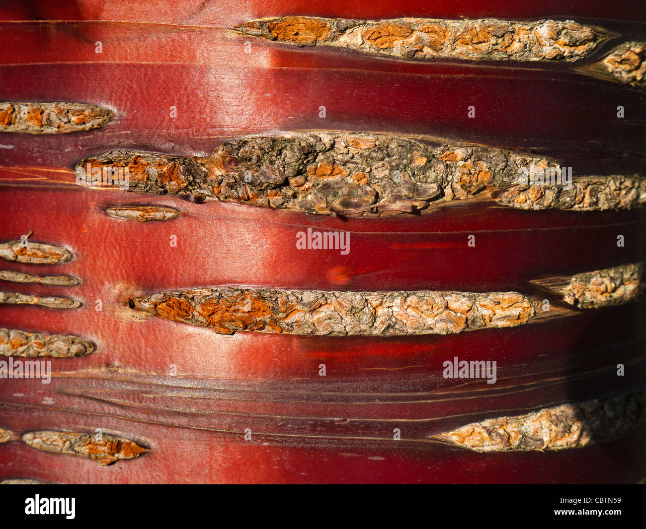Shiny red bark of Himalayan Birch bark Cherry tree Prunus Serula Stock ...