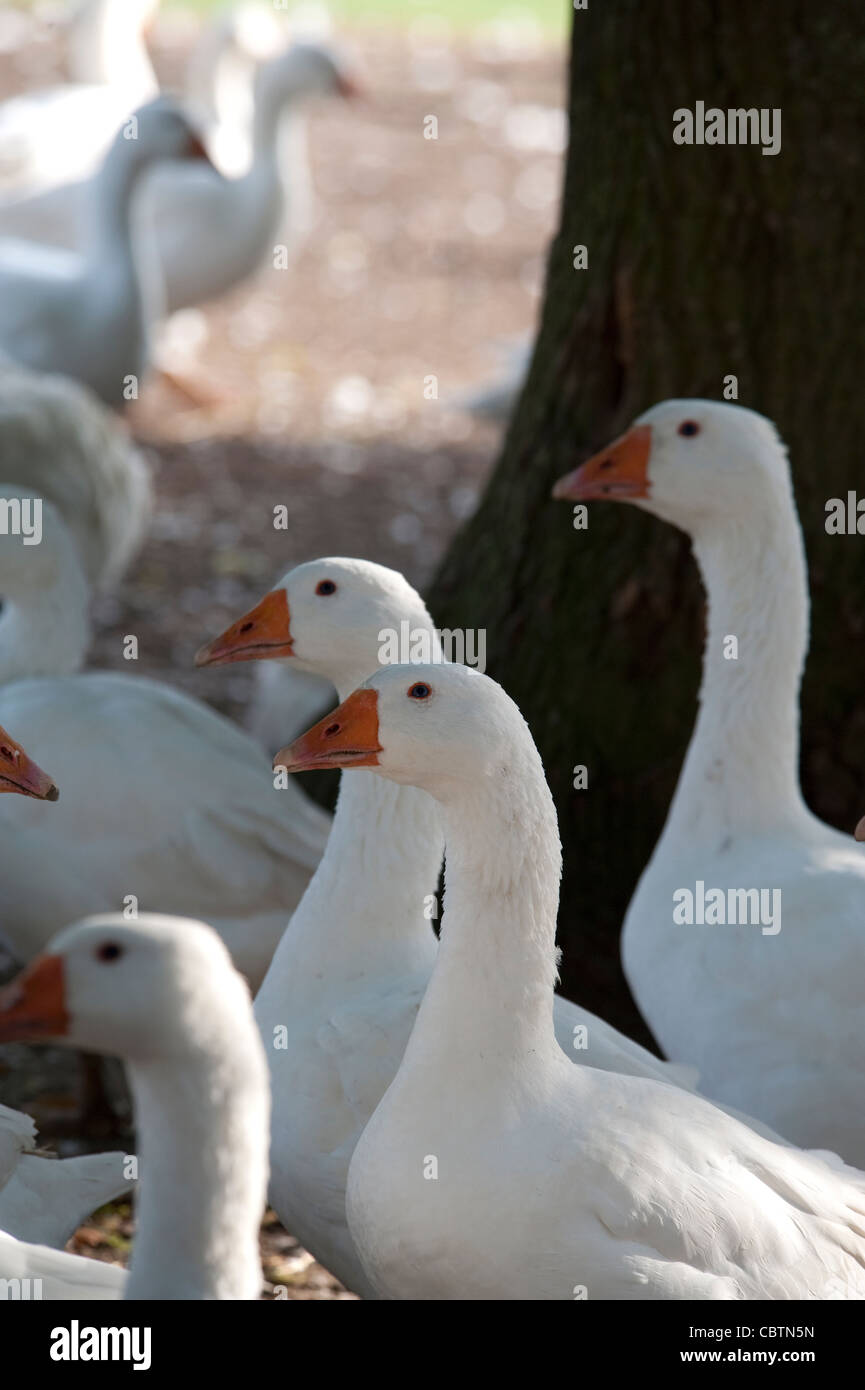 Freerange white geese bread for Christmas Stock Photo - Alamy