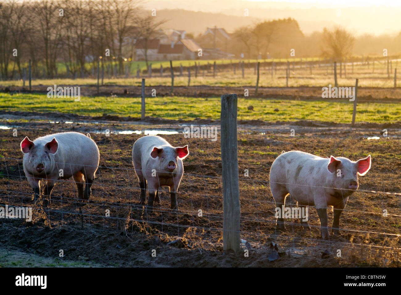 Elevage extensif de cochons(Sus scrofa domesticus) Outdoor pigs unit in ...