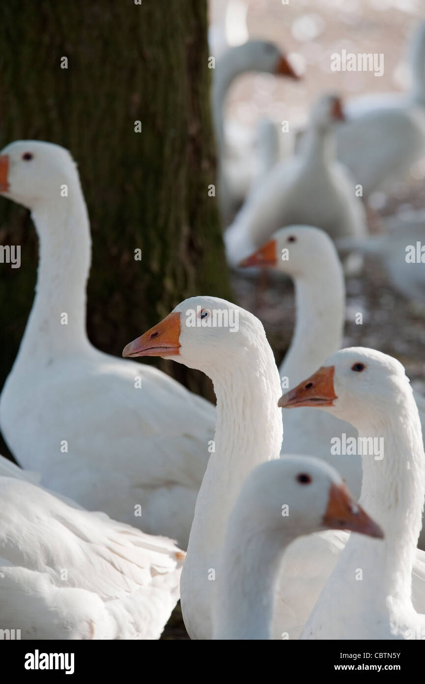Freerange white geese bread for Christmas Stock Photo - Alamy