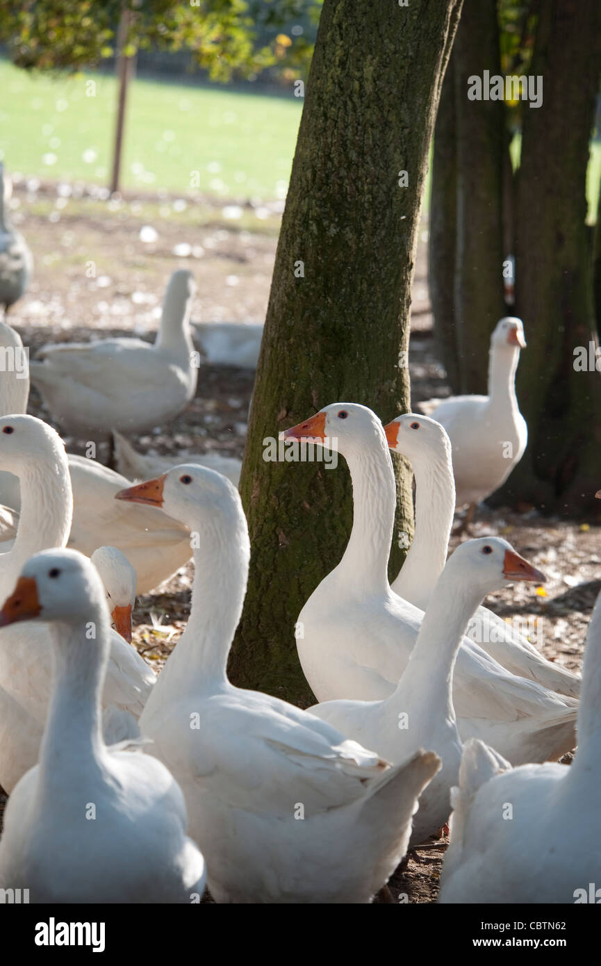 Freerange white geese bread for Christmas Stock Photo - Alamy