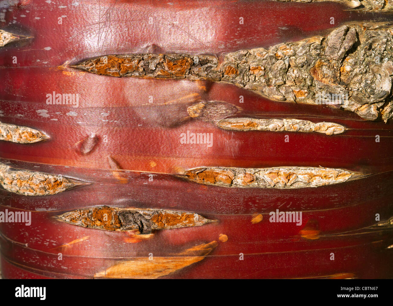 Shiny red bark of Himalayan Birch bark Cherry tree Prunus Serula Stock ...