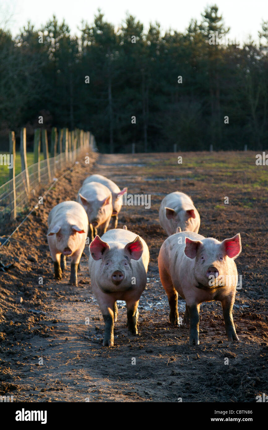 Elevage extensif de cochons(Sus scrofa domesticus) Outdoor pigs unit in ...