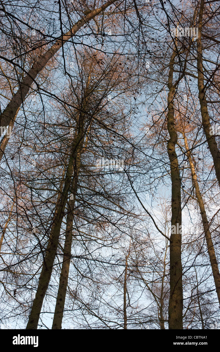 Pine trees in late autumn Stock Photo - Alamy