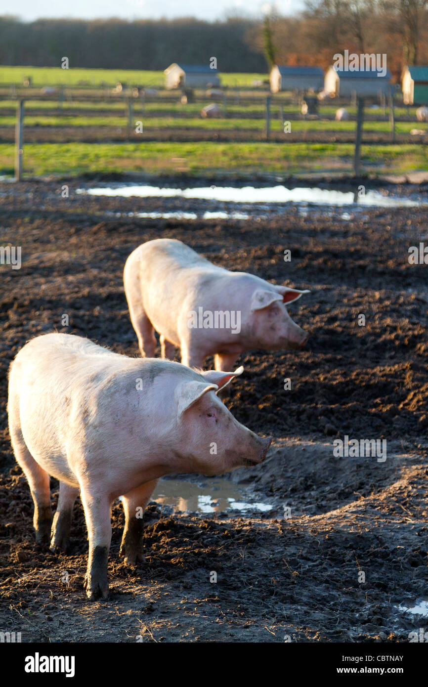 Elevage extensif de cochons(Sus scrofa domesticus) Outdoor pigs unit in ...