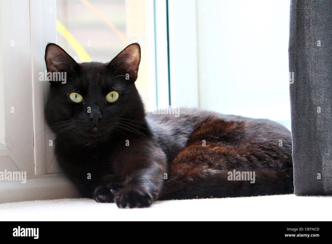 Black Cat relaxing Stock Photo - Alamy