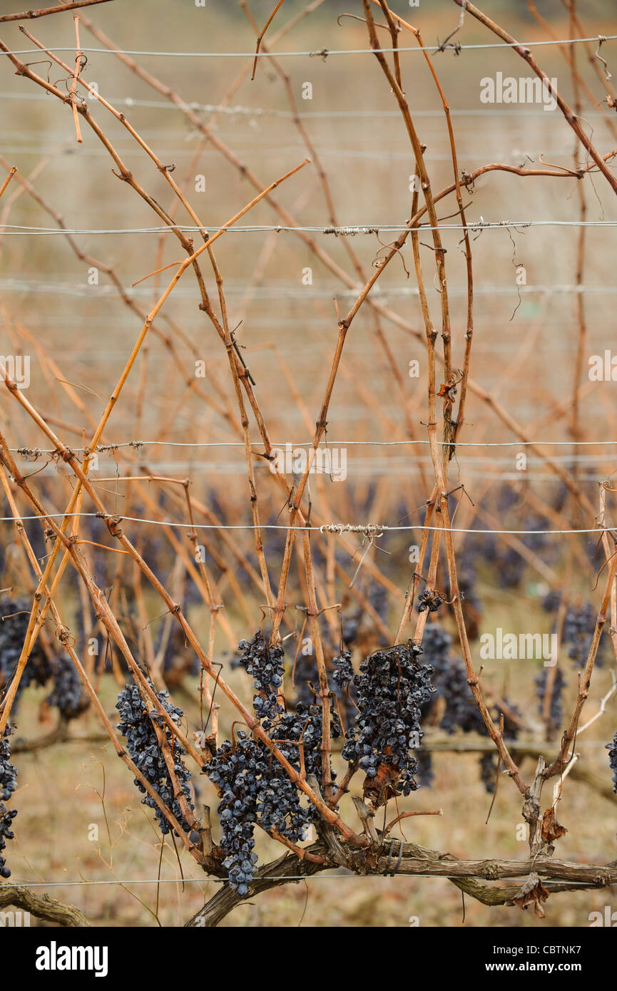 Planta wine hi-res stock photography and images - Alamy