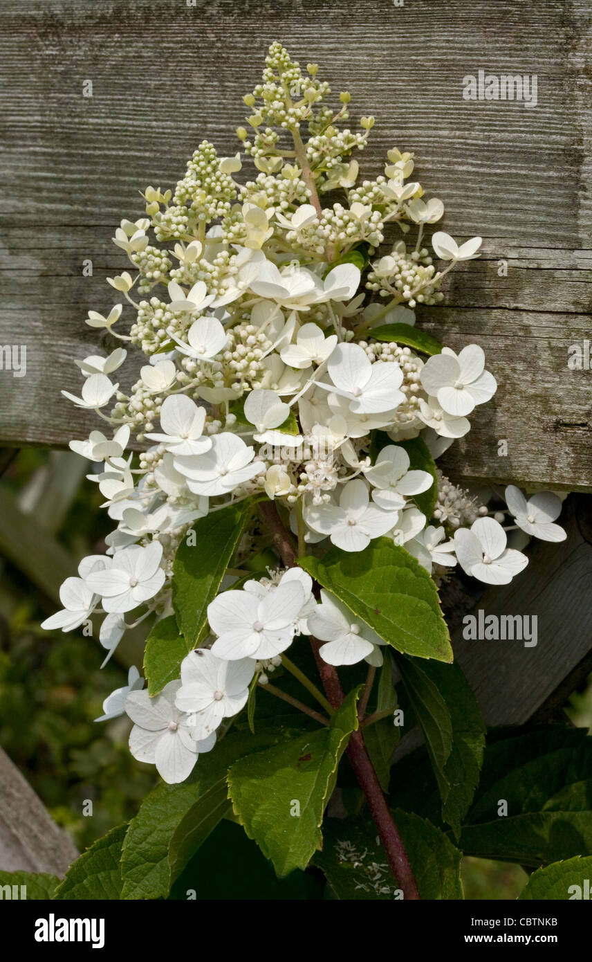 Cream hydrangeas hi-res stock photography and images - Alamy