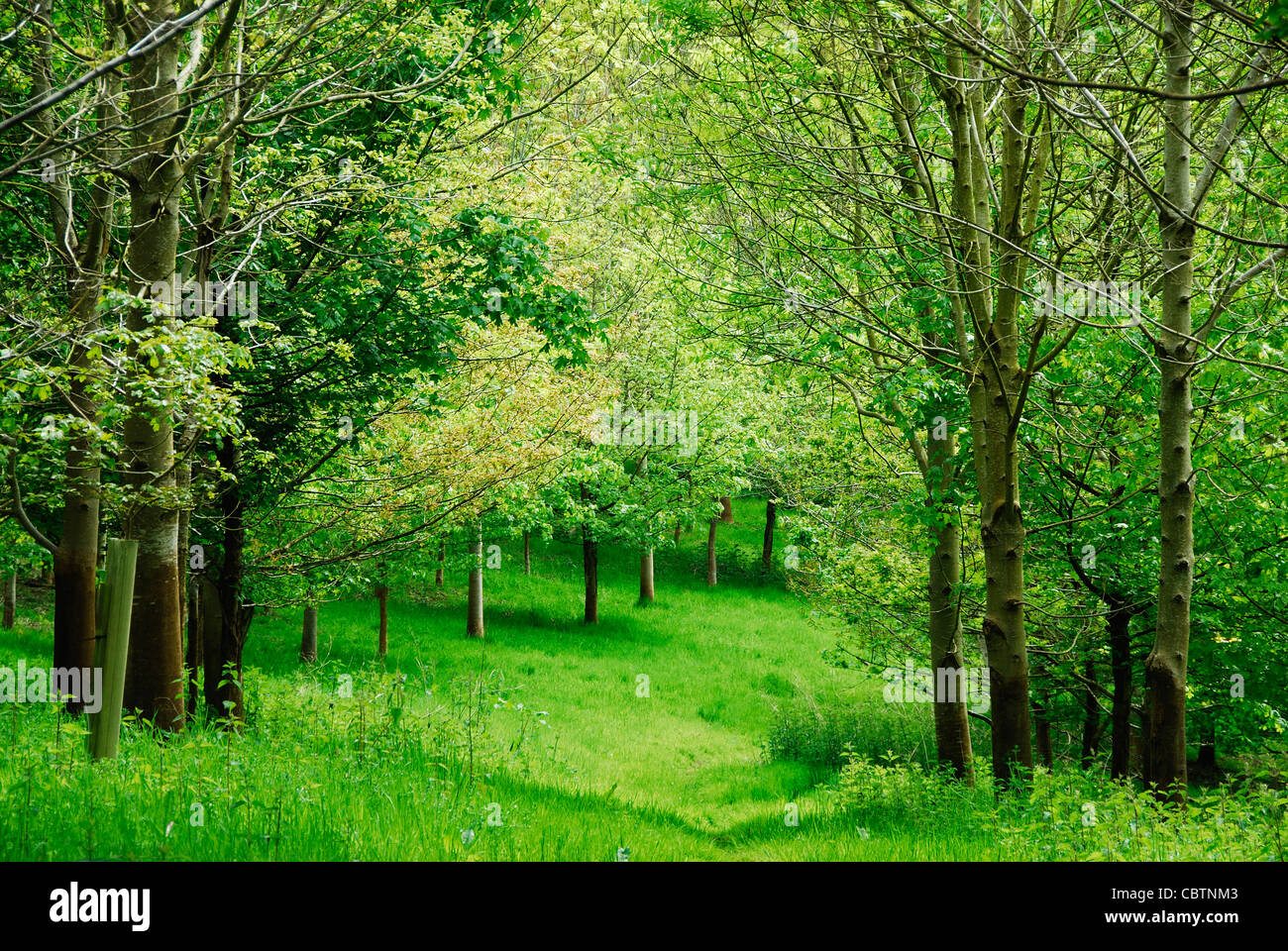 Young trees plantation hi-res stock photography and images - Alamy