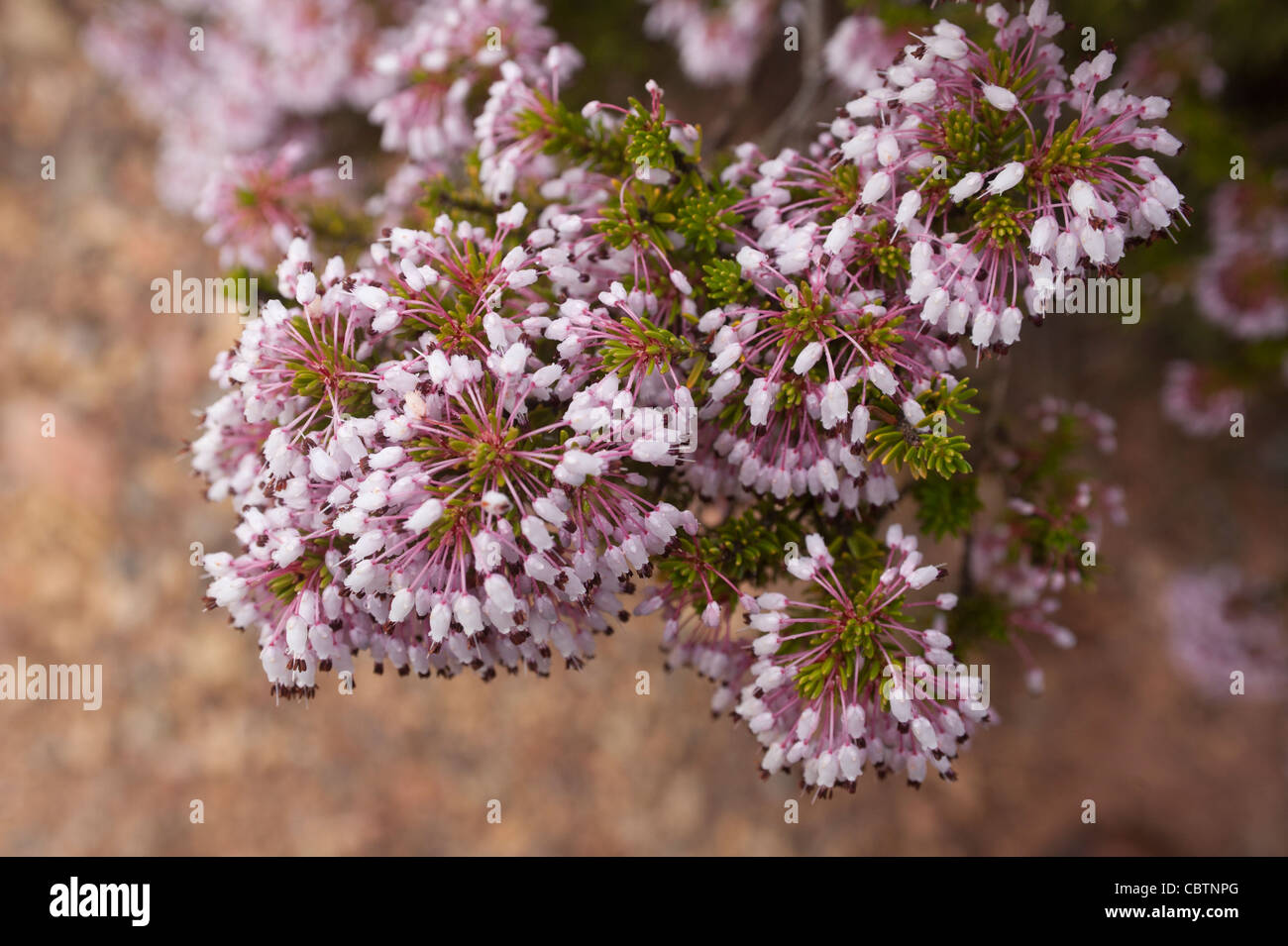 Erica Multiflora High Resolution Stock Photography and Images - Alamy