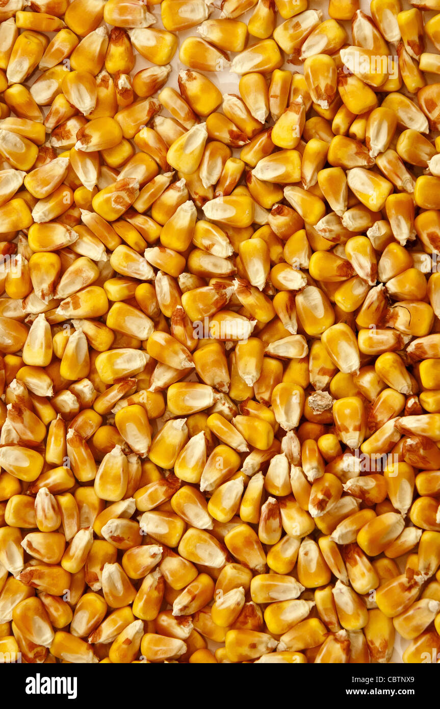 Corn kernels texture, nice agriculture background image Stock Photo - Alamy