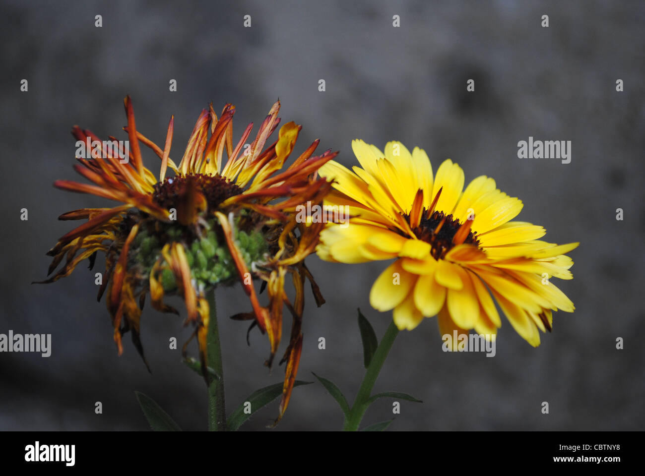 Flowers with contrasting features Stock Photo - Alamy