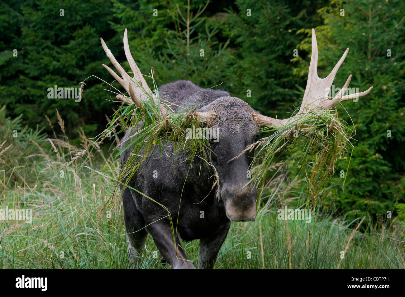 Moose / Eurasian elk (Alces alces) with antlers covered in grass in the ...