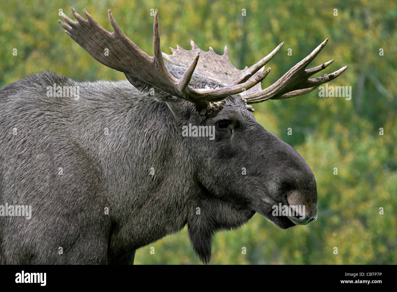 Elk alces alces hi-res stock photography and images - Alamy