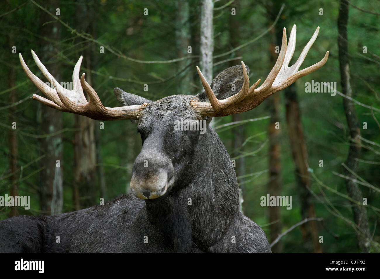 Moose / Eurasian elk (Alces alces) close-up in the taiga in autumn ...