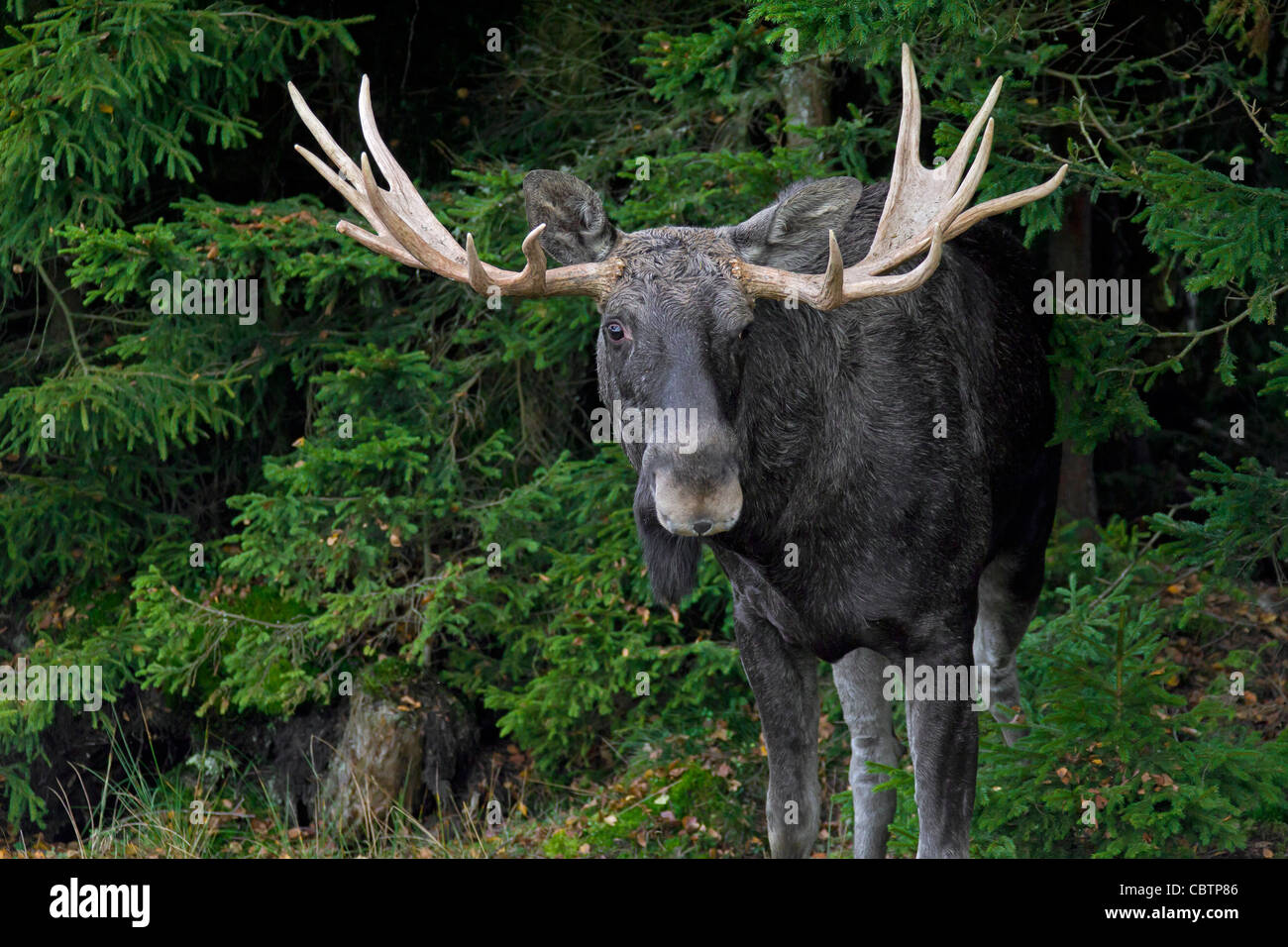 Moose / Eurasian elk (Alces alces) in the taiga in autumn, Värmland ...