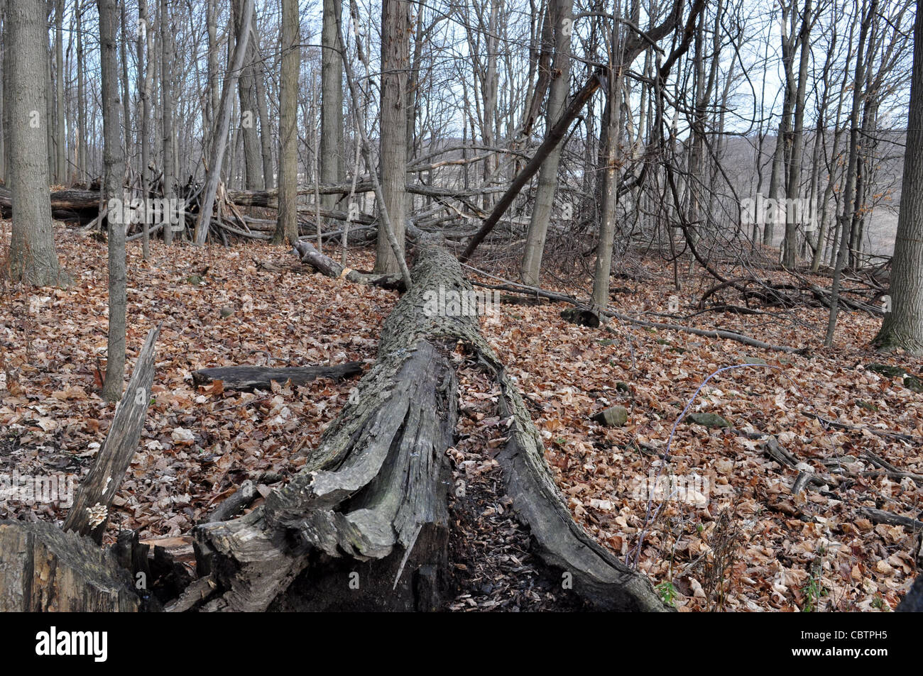Fallen Tree in the Forest Stock Photo - Alamy