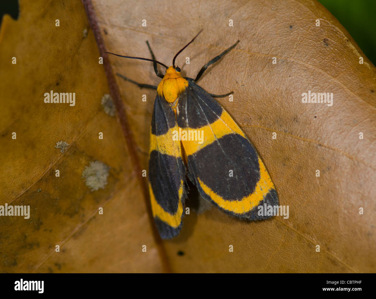Costa rica moth hi-res stock photography and images - Alamy