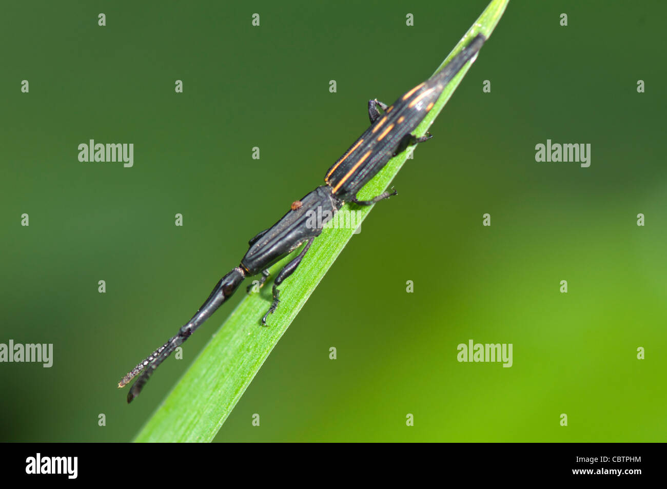 Brentid Beetle (Brentidae) with Mite, Costa Rica Stock Photo - Alamy